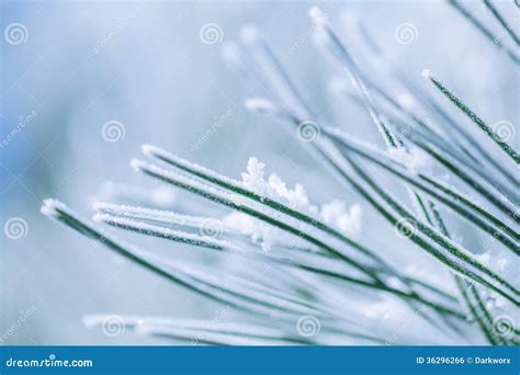 Pine Leaf Cross Section Of A Pine Tree Needle 20x Light Micrograph Stock Image Cartoondealer