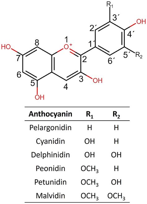 Frontiers Single Anthocyanins Effectiveness Modulating Inflammation