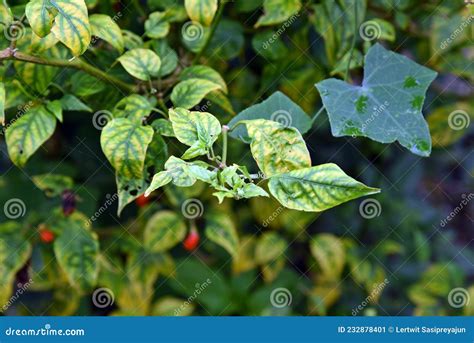 Plant Nutrition Deficiency Chilli Leaf Disorder Stock Image Image Of Food Eating 232878401