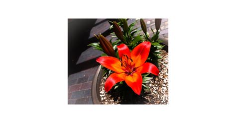 Lily Lily T Shirt TeePublic