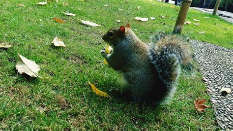 Premium Photo Squirrel On Grass