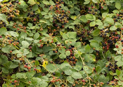 Himalayan Blackberry Ssisc