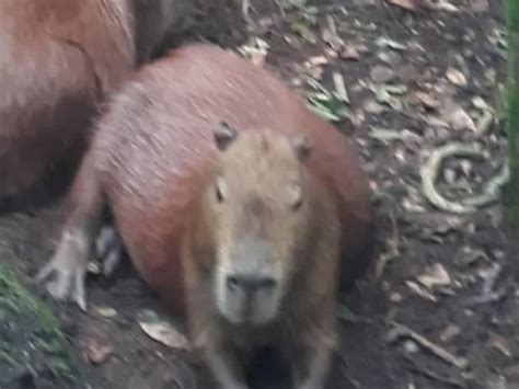 Quem Você Seria Em Ladbug Thais Franca Quizur