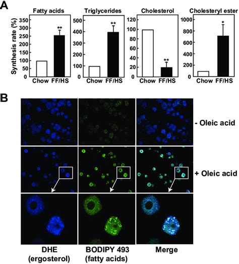 Synthesis Rates Of Cholesteryl Esters And Incorporation Of Cholesterol