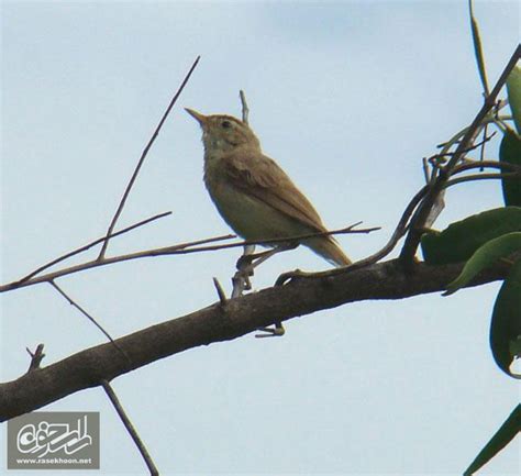 پرندگان ، سسک درختي کوچک