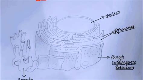 Smooth Endoplasmic Reticulum Diagram