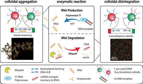 Colloidal Structure Formation Coupled To Enzymatic Reactions 1 μm Download Scientific Diagram