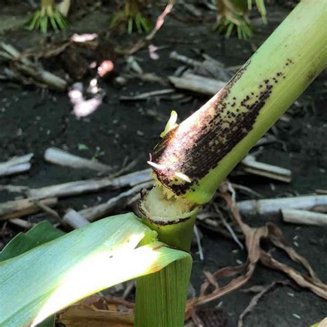 Late Season Corn Diseases Identification Bayer Crop Science Canada