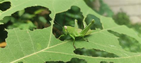 Grasshoper Green Eating On A Leaf Stock Image Image Of Leaf Insect 251363187