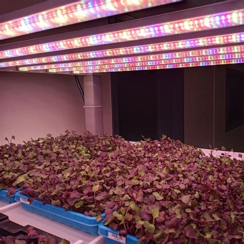 Sananbio 5 Layer Radix System Equipped