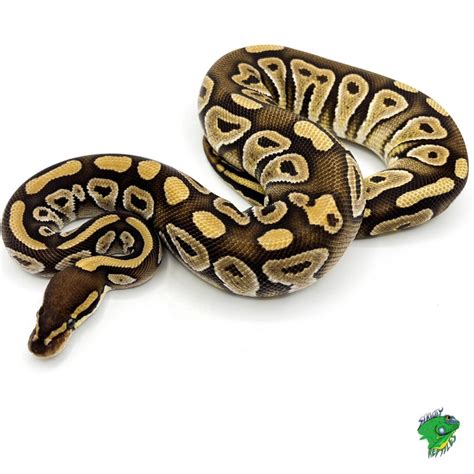 Mojave Het Clown Ball Python Juvenile Strictly Reptiles