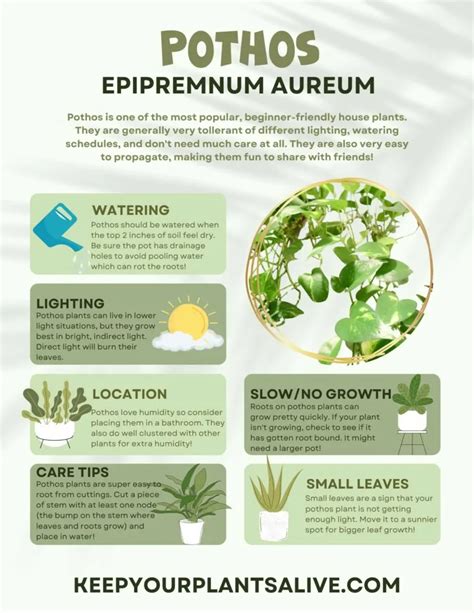 The Complete Njoy Pothos Care Guide Keep Your Plants Alive