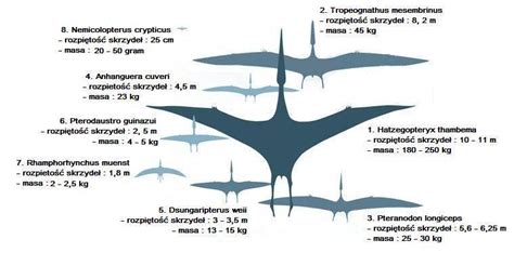 Hatzegopteryx Thambema Czas Tytanów