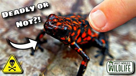 How Deadly Is It To Touch This Poison Dart Frog Youtube