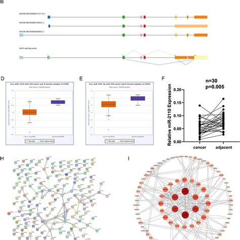 Identification Of Potential Mirnas That Bind To Circrnas In Colorectal