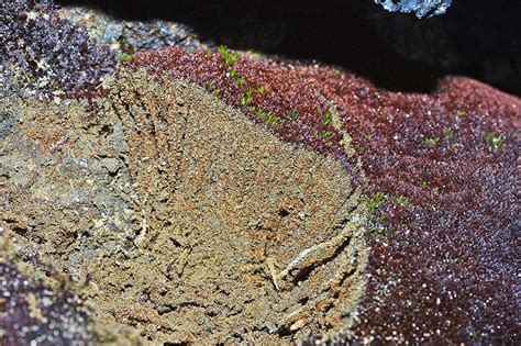 Andreaea Species The University Of Auckland
