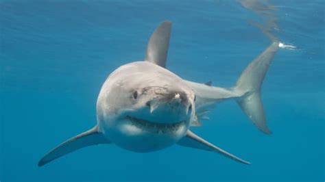 Shark Filmed Near Santa Barbara Might Be The First Newborn Great White