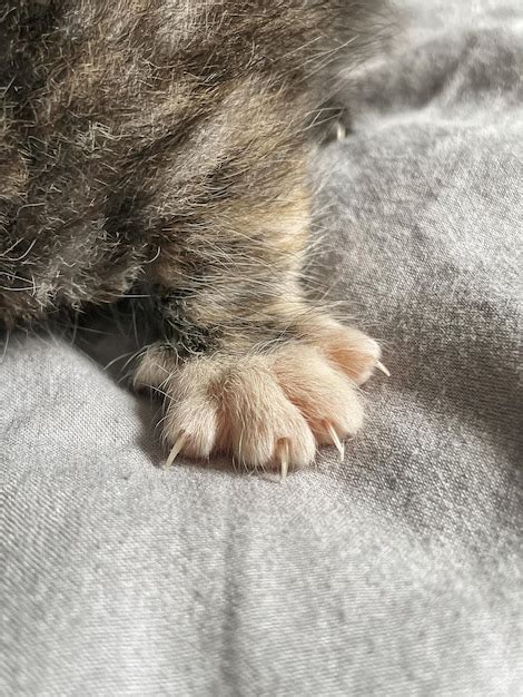 Premium Photo Small Paw Of A Kitten With Claws On A Blanket