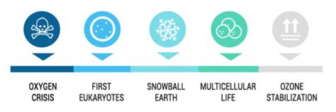 Proterozoic Eon Eukaryotes To Multicellular Life 2500 To 541 Million