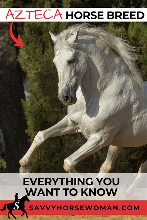 All About The Azteca Horse Breed Profile History Characteristics Facts