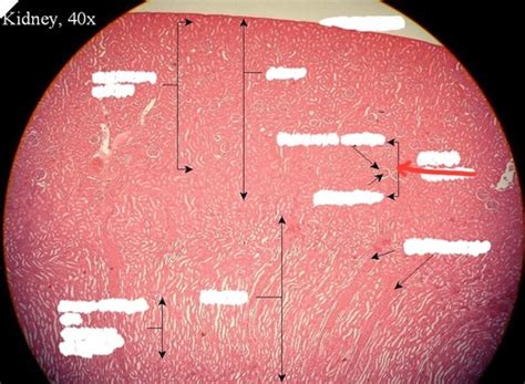 Bio 181 Unit 4 Histology Flashcards Quizlet