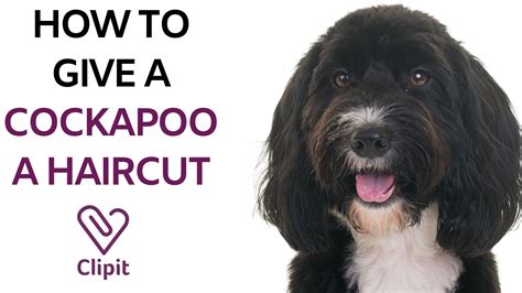 How To Give A Cockapoo A Haircut Clipit Grooming