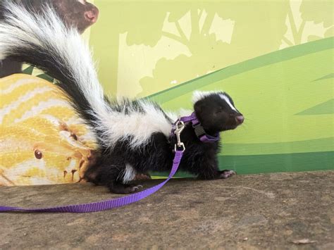 Everything You Need To Know About Skunks