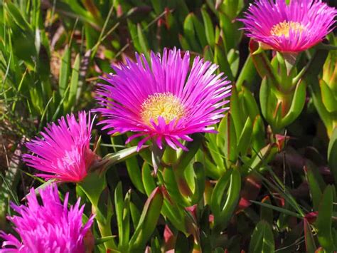 Pigface Plant Care Native Foods