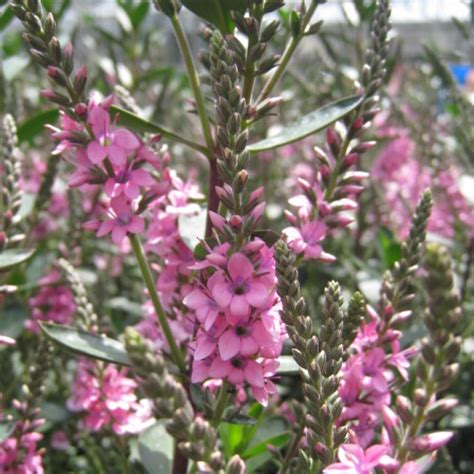 Hebe Pink Pixie 2l Whitehall Garden Centre