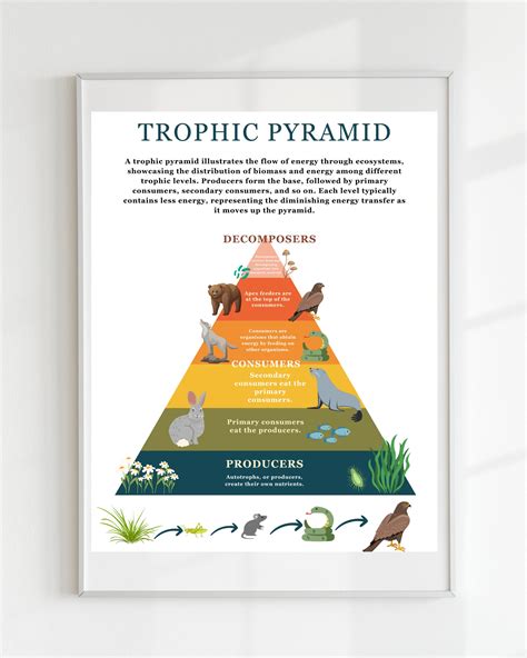 Trophic Pyramid Poster Food Web Poster Educational Print Montessori