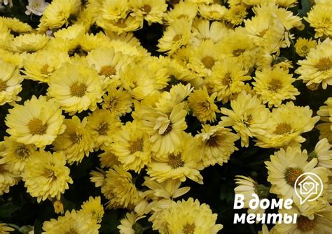Хризантемы: посадка, уход и размножение