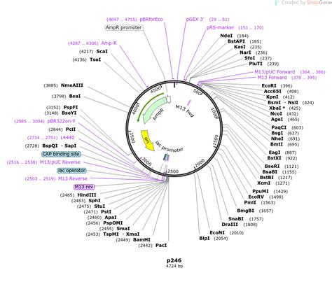 Addgene P246