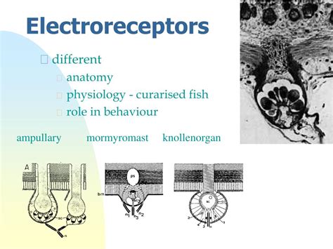 Ppt Electric Fish Powerpoint Presentation Free Download Id3663827