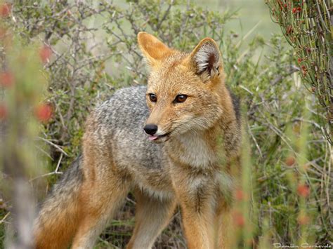 Opiniones De Lycalopex Culpaeus