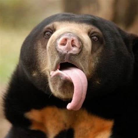 Lavitz Slambert Youtube