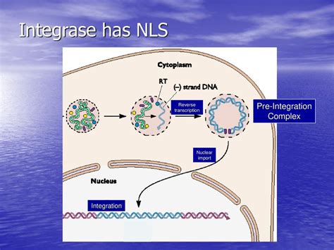 Structure And Function Laura Martin Ppt Download