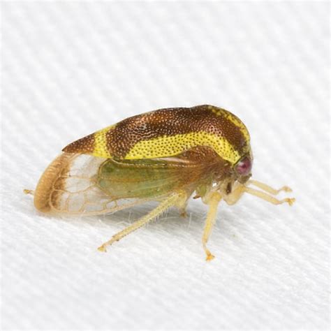 Unknown Treehopper Cyrtolobus Flavolatus Bugguidenet