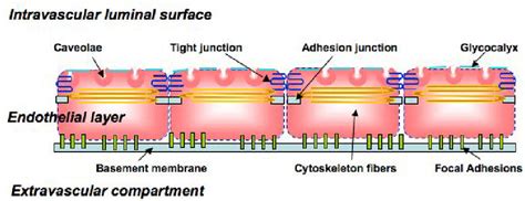 Key Endothelial Structures And Proteins That Maintain Endothelial