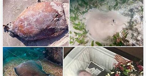 Coffin Ray Album On Imgur