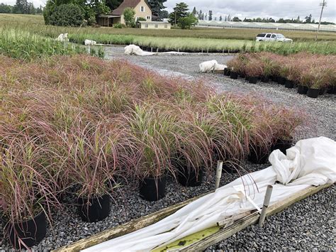 Grasses The Sprucery