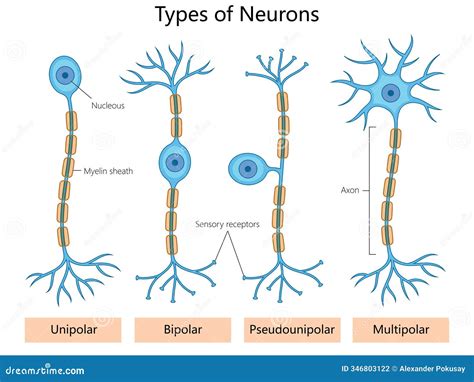 Types Of Neurons Structure Diagram Medical Science Stock Illustration Illustration Of Pathways