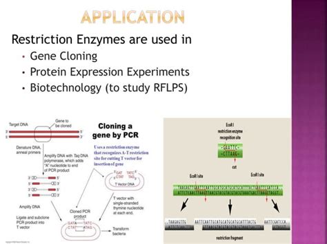 Restriction Enzymes Pptx Chemistry Science