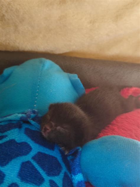 Lactol For 3 Weeks Old Kitten Rcatsofrph