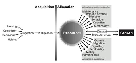 Resource Acquisition Left And Allocation Right Are Both Adaptive
