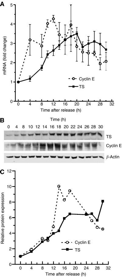 Time Course Of Expression Of Thymidylate Synthase Ts And Cyclin E In