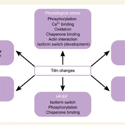 Titin Isoforms In Cardiac Muscle Isoform Switch And Consequences For
