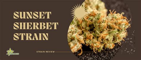 Unwinding With Sunset Sherbet Strain A Comprehensive Review 420