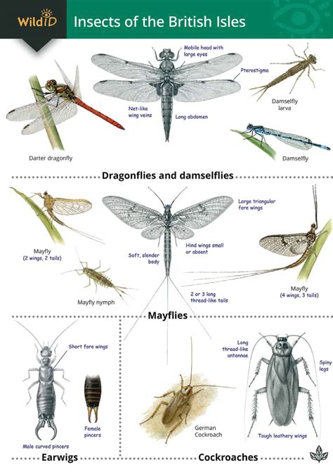 Flying Insect Identification