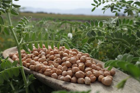 Legumbres Secas Un Grupo De Cultivos De Relevancia Regional Agronoa