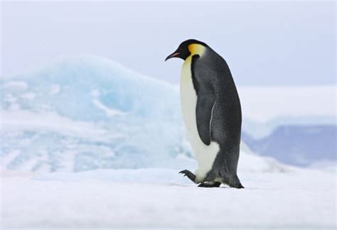 Do Penguins Really Have Teeth Important Facts Exotella